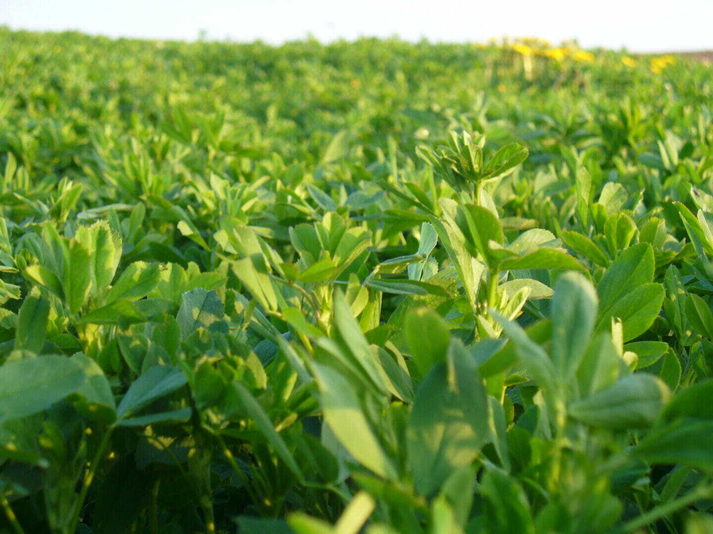 3 Tips for Assessing Spring Alfalfa Stands | Latham Hi-Tech Seeds