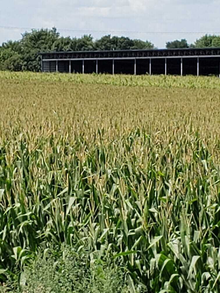 August 5, 2019 Crop Reports | Latham Hi-Tech Seeds