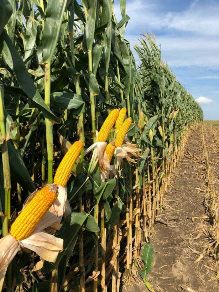 Continually Searching for Better Products and Better Positioning ...