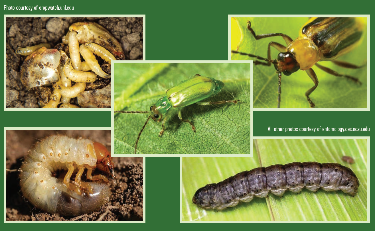 Scout Early for Below-Ground Insects That Damage Corn | Latham Hi-Tech ...