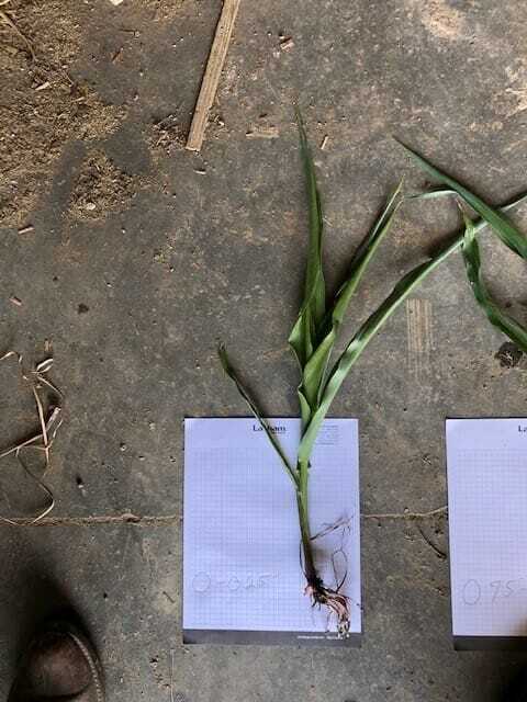 Planting Depth Matters | Latham Hi-Tech Seeds