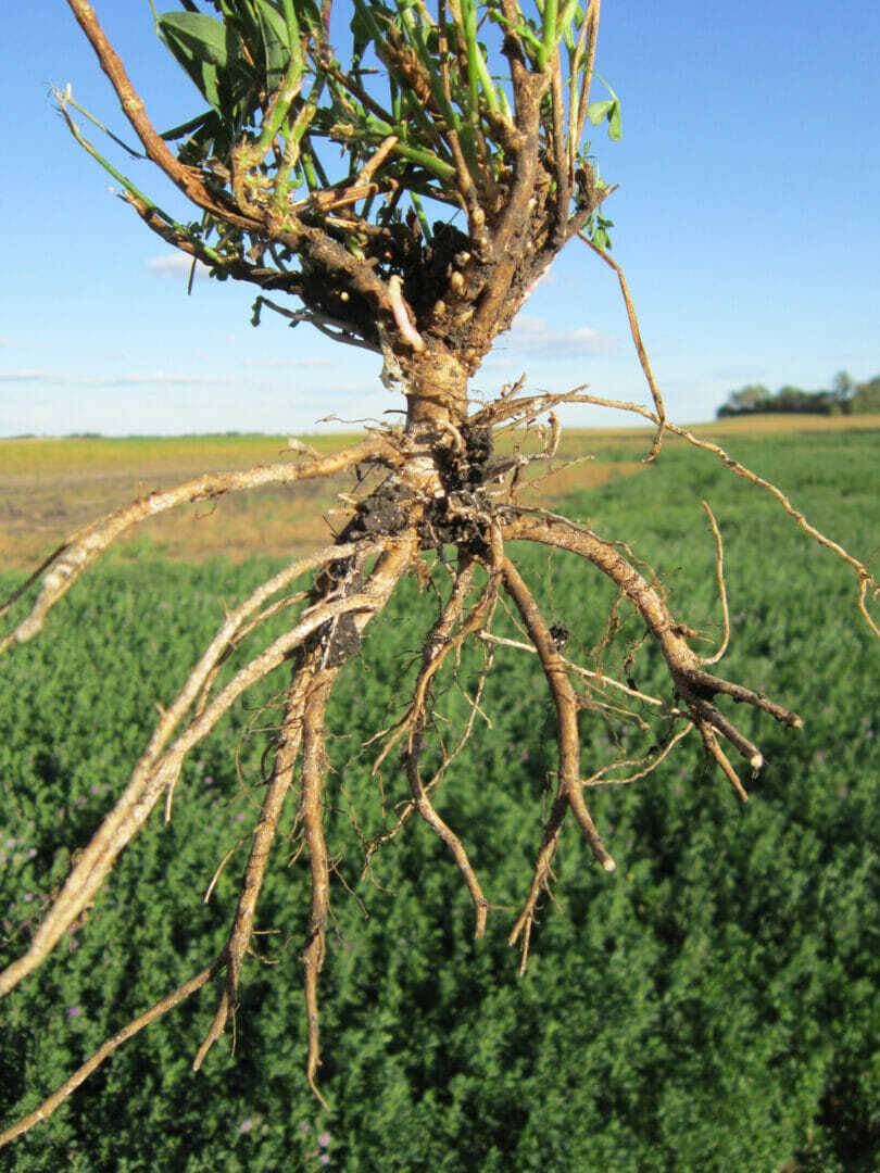 Latham Hi‑Tech Alfalfa: Higher Quality. Greater Yield. Better Nutrition ...