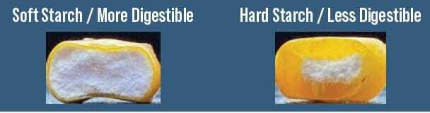 3 Important Factors to Evaluate Corn Silage | Latham Hi-Tech Seeds